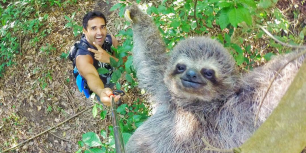 10 weird and wonderful Sloth facts