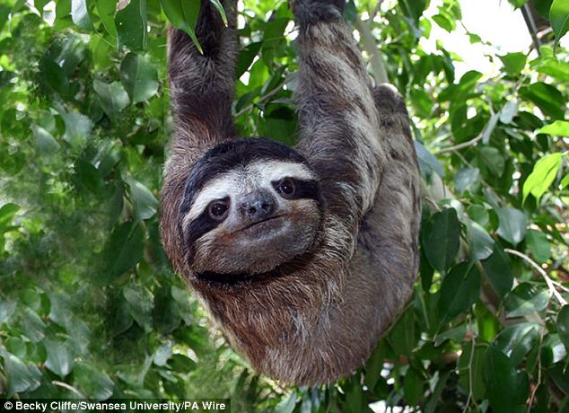 10 weird and wonderful Sloth facts