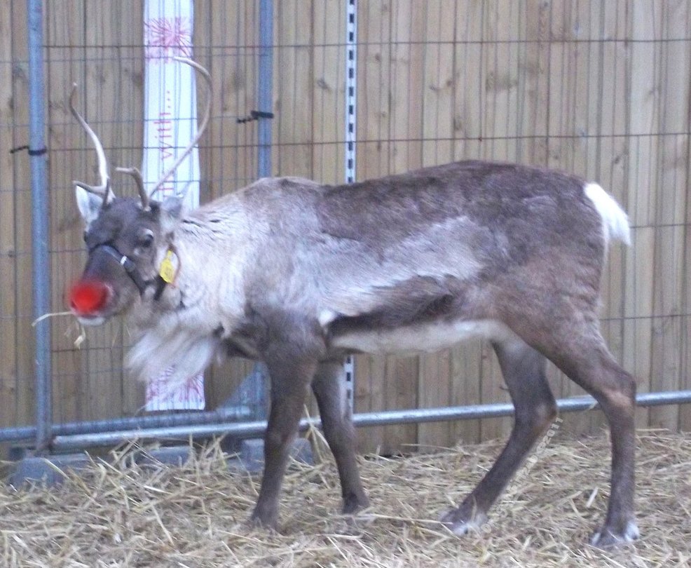 Pictures Of The Real Rudolph