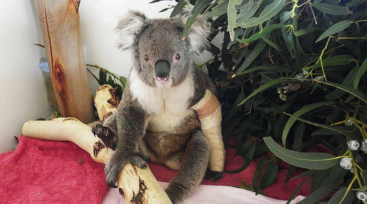koala spotter is a real job and it's on the rise in Australia