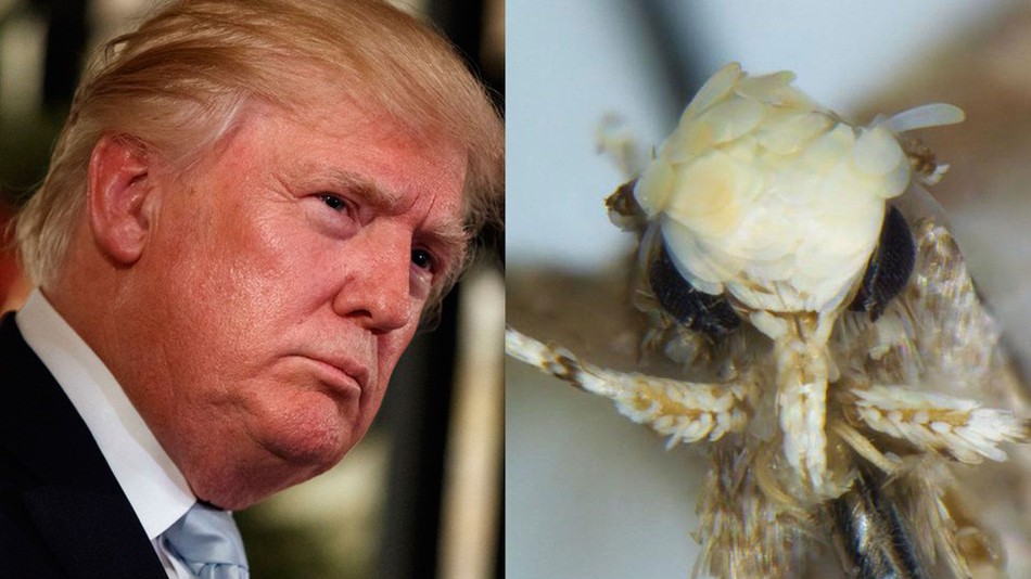 Trump Moth : new species, bigly genitalia, great energy, WINNER!
