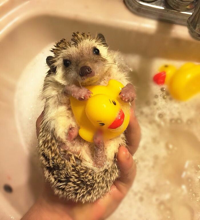 8 Quackerjack facts about the humble rubber duckie