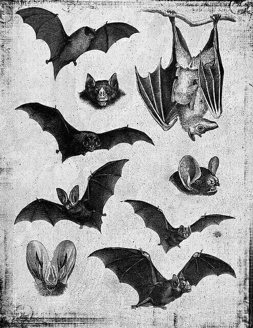 Bats, bats everywhere : how did bats become part of Halloween?